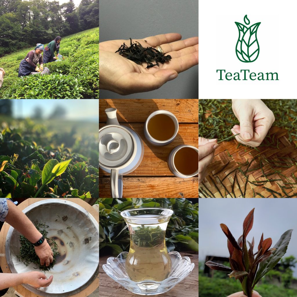 Tea Team » Sir Harly's Tea